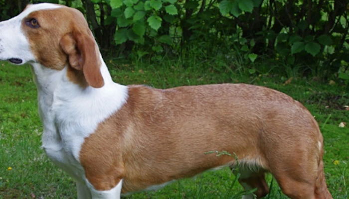 Drever Dog Breed Information - Dogsy.ie