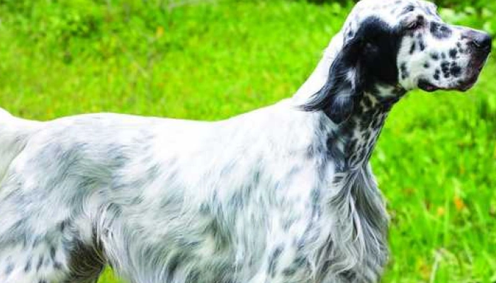 English Setter Dog Breed Information - Dogsy.ie