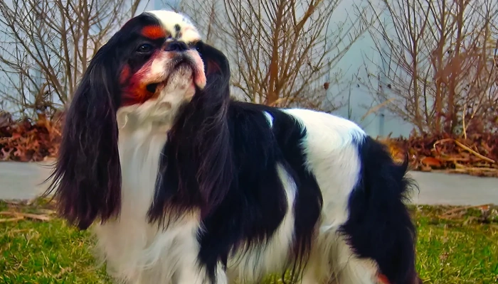 English Toy Spaniel Dog Breed Information - Dogsy.ie