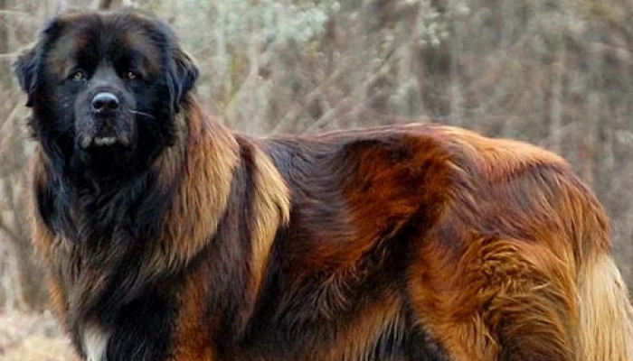 Estrela Mountain Dog Breed Information - Dogsy.ie