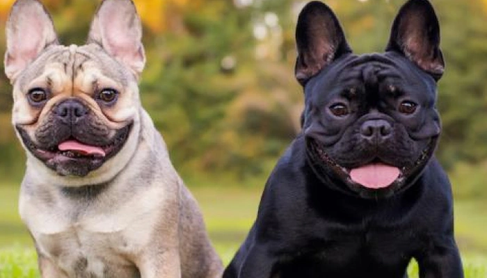 French Bulldog Dog Breed Information - Dogsy.ie