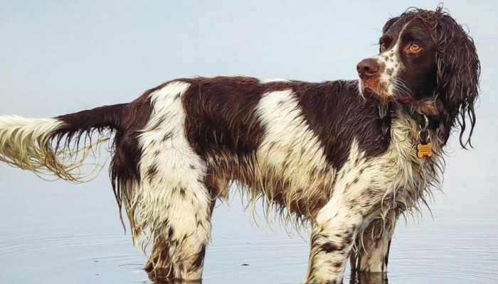 French Spaniel Dog Breed Information - Dogsy.ie