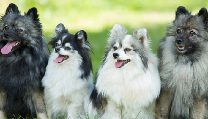 German Spitz Dog Breed Information - Dogsy.ie