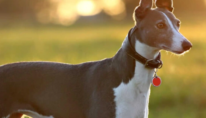 Greyhound Dog Breed Dog Breed Information - Dogsy.ie