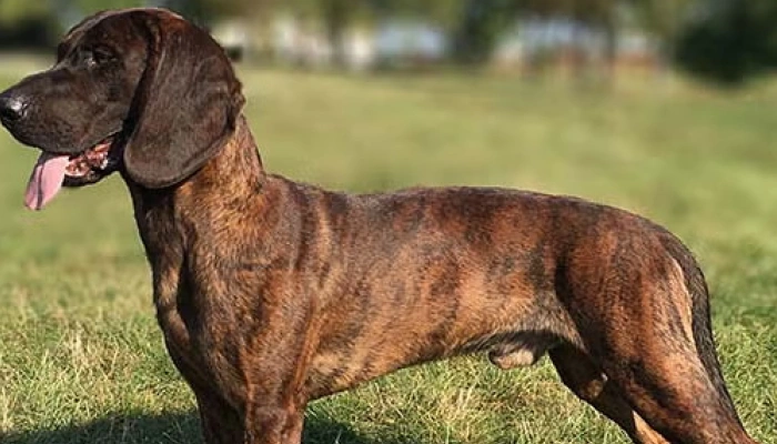 Hanoverian Scenthound Dog Breed Information - Dogsy.ie