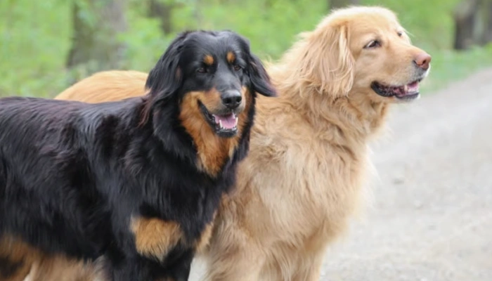 Hovawart Dog Breed Information - Dogsy.ie