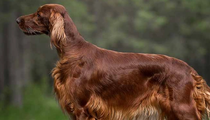 Irish Setter Dog Breed Information - Dogsy.ie