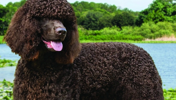 Irish Water Spaniel Dog Breed Information - Dogsy.ie