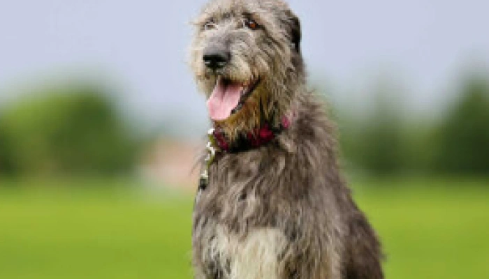 Irish Wolfhound Dog Breed Information - Dogsy.ie