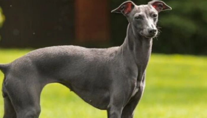Italian Greyhound Dog Breed Information - Dogsy.ie