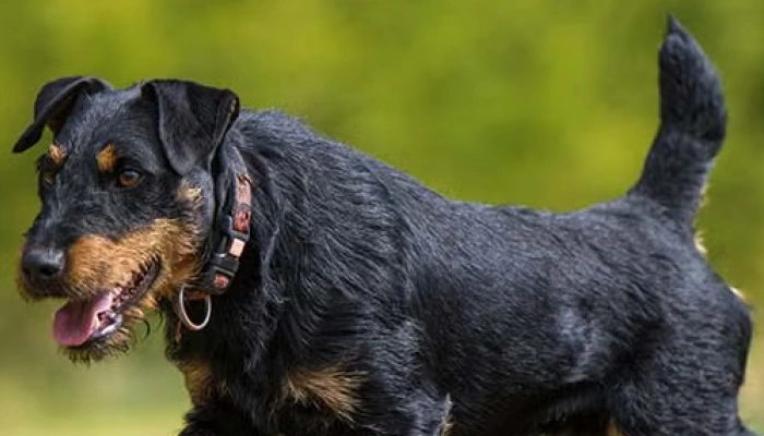 Jagdterrier Dog Breed Information - Dogsy.ie