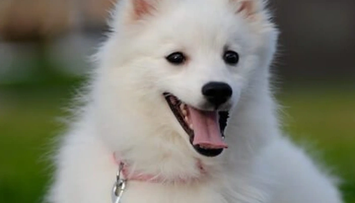 Japanese Spitz Dog Breed Information - Dogsy.ie