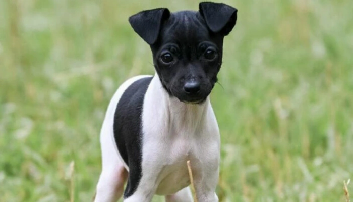 Japanese Terrier Dog Breed Information - Dogsy.ie