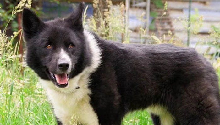 Karelian Bear Dog Breed Information - Dogsy.ie
