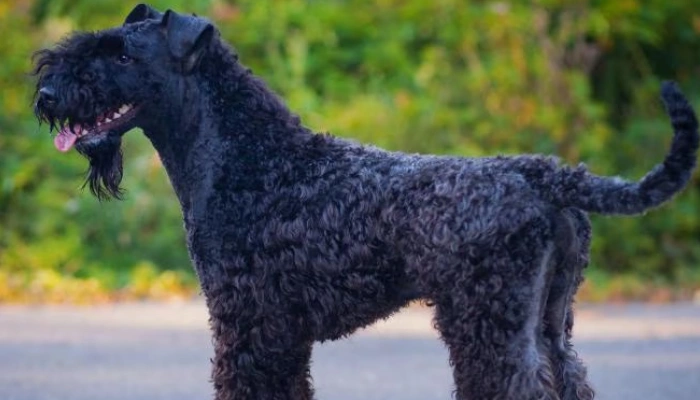 Kerry Blue Terrier Dog Breed Information - Dogsy.ie
