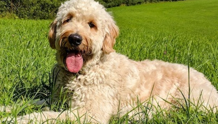 Labradoodle Dog Breed Information - Dogsy.ie