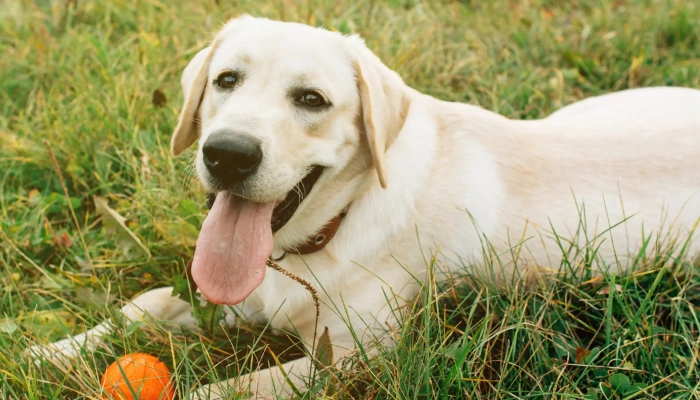 Labrador Retriever Dog Breed Information - Dogsy.ie