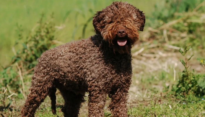 Lagotto Romagnolo Dog Breed Information - Dogsy.ie