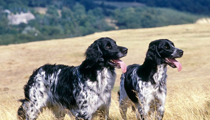 Large Munsterlander Dog Breed Information - Dogsy.ie
