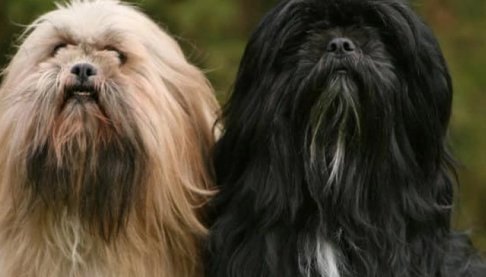 Lhasa Apso Dog Breed Information - Dogsy.ie