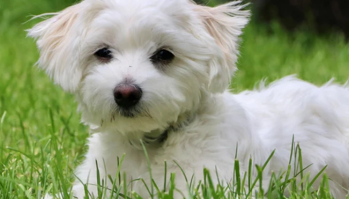 Maltese Dog Breed Information - Dogsy.ie
