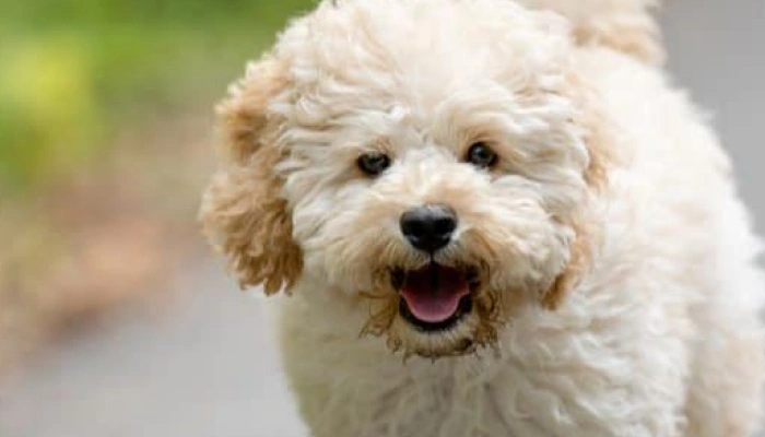 Maltipoo Dog Breed Information - Dogsy.ie