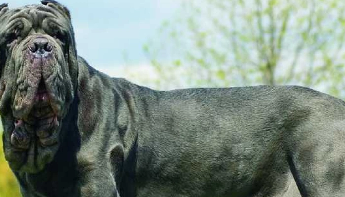 Mastiff Dog Breed Information - Dogsy.ie