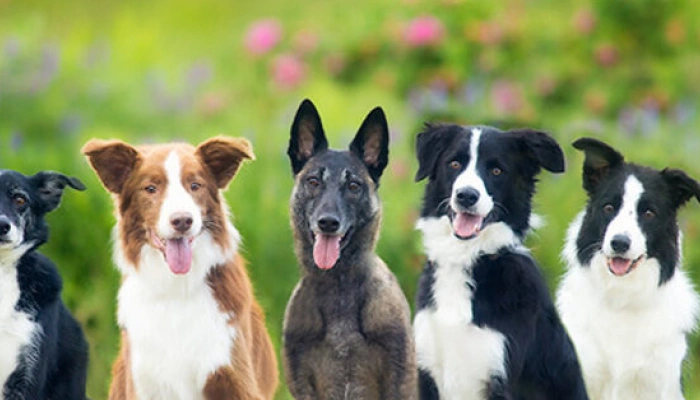 Mixed breed Dog Breed Information - Dogsy.ie