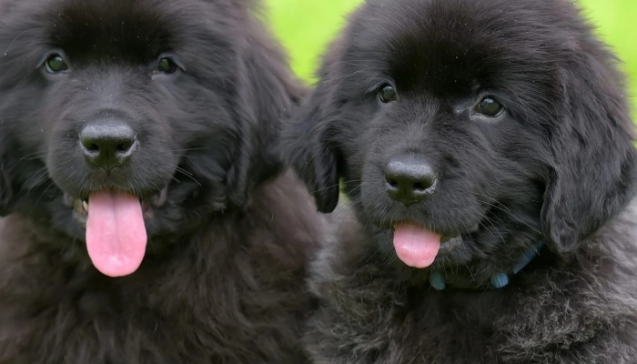 Newfoundland Dog Breed Information - Dogsy.ie