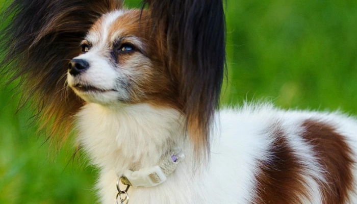 Papillon Dog Breed Information - Dogsy.ie