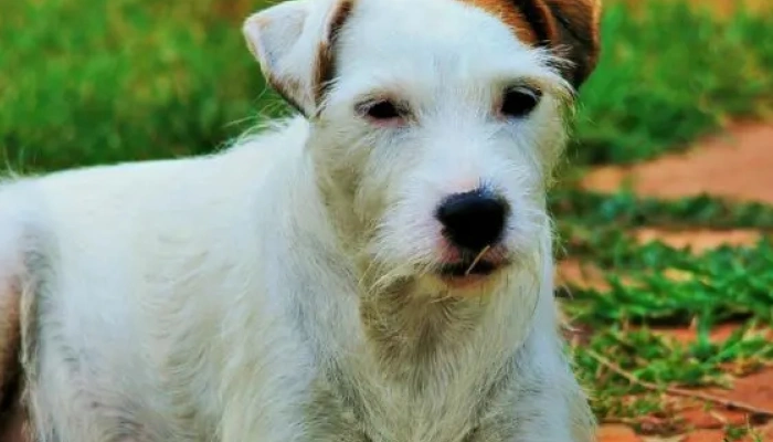 Parson Russell Terrier Dog Breed Information - Dogsy.ie