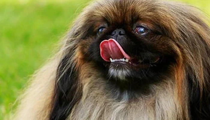 Pekingese Dog Breed Information - Dogsy.ie