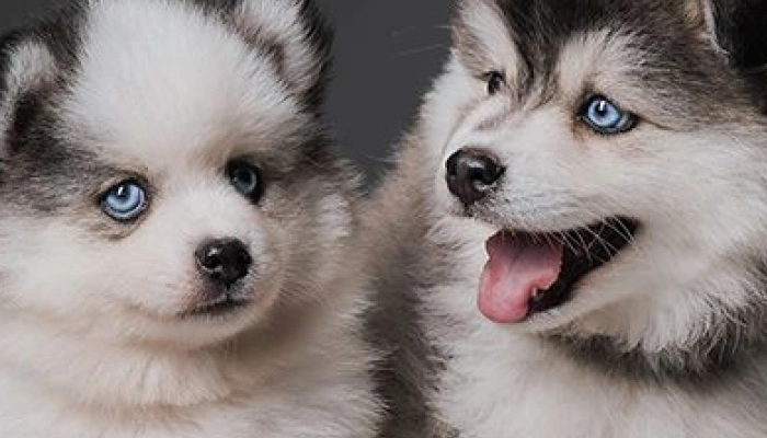 Pomsky Dog Breed Information - Dogsy.ie