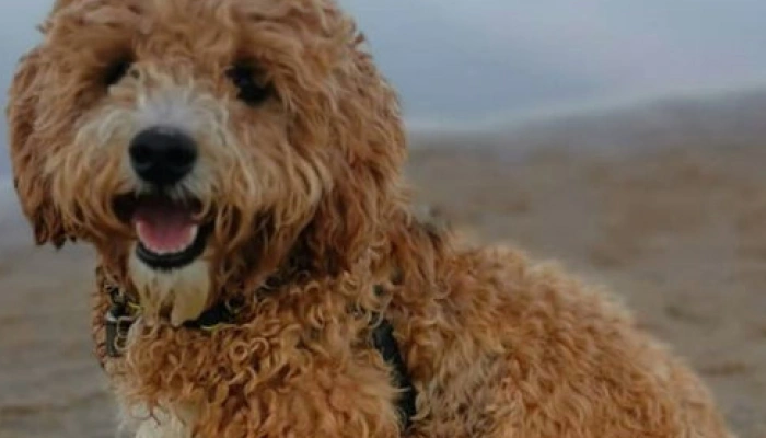 Poochon Dog Breed Information - Dogsy.ie