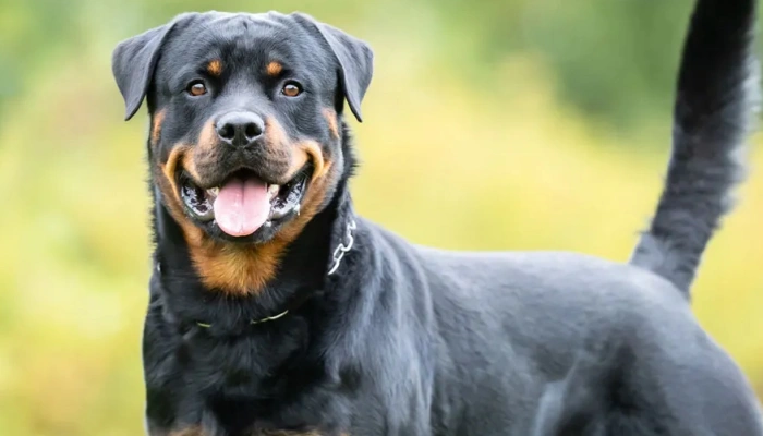 Rottweiler Dog Breed Information - Dogsy.ie