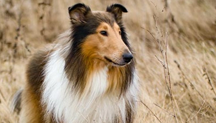 Rough Collie Dog Breed Information - Dogsy.ie