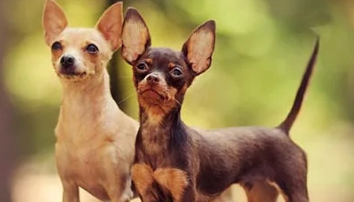 Russian Toy Terrier Dog Breed Information - Dogsy.ie