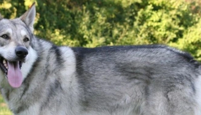 Saarloos Wolfdog Dog Breed Information - Dogsy.ie