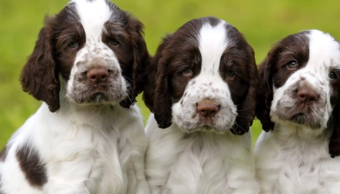Springer Spaniel Dog Breed Information - Dogsy.ie