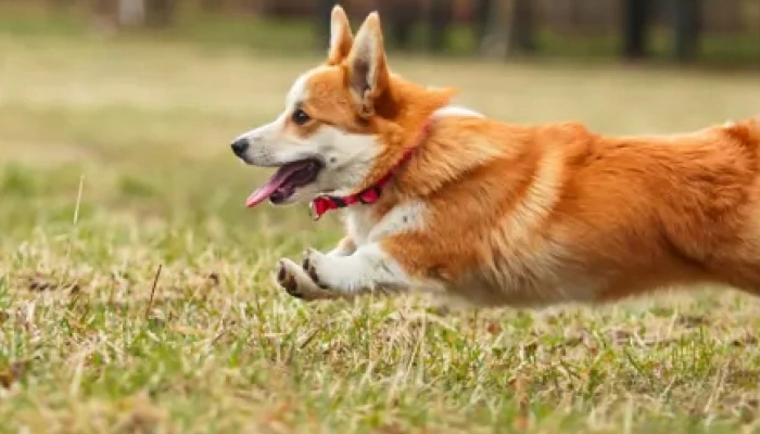 Welsh Corgi Cardigan Dog Breed Information - Dogsy.ie