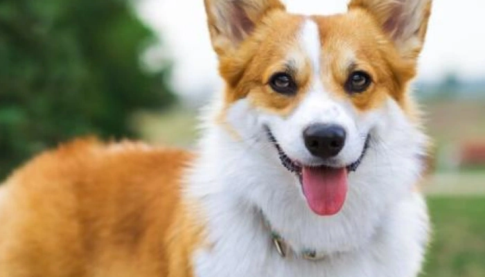 Welsh Corgi Pembroke Dog Breed Information - Dogsy.ie