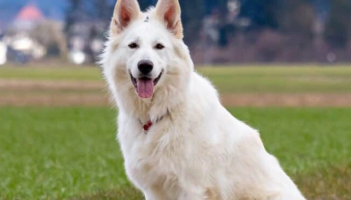White Swiss Shepherd Dog Breed Information - Dogsy.ie